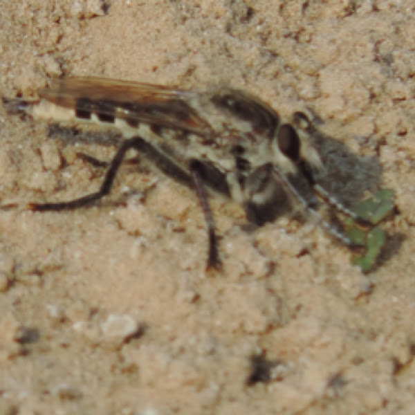 Giant Robber Fly | Project Noah
