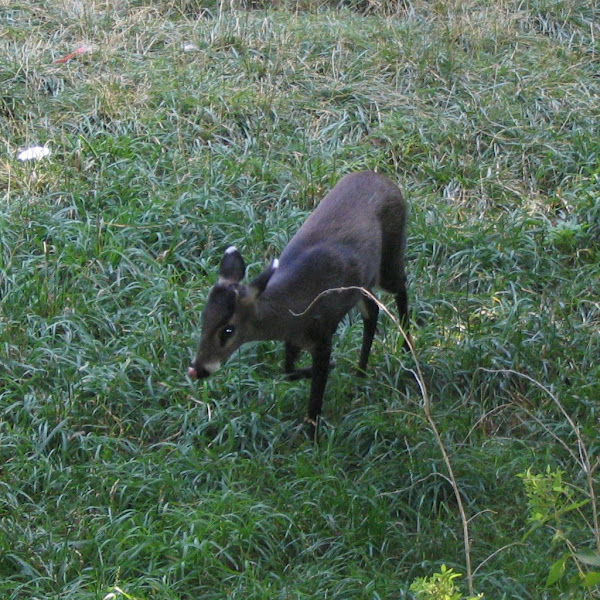 Tufted Deer | Project Noah