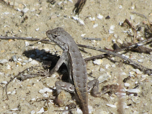 Florida scrub lizard | Project Noah