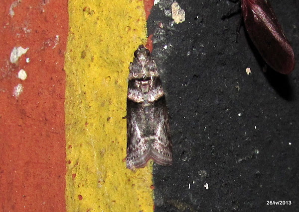 Pyraloidea | Project Noah