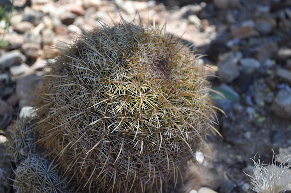 Pima Pineapple Cactus | Project Noah