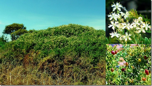 Nature of Lincoln Cove