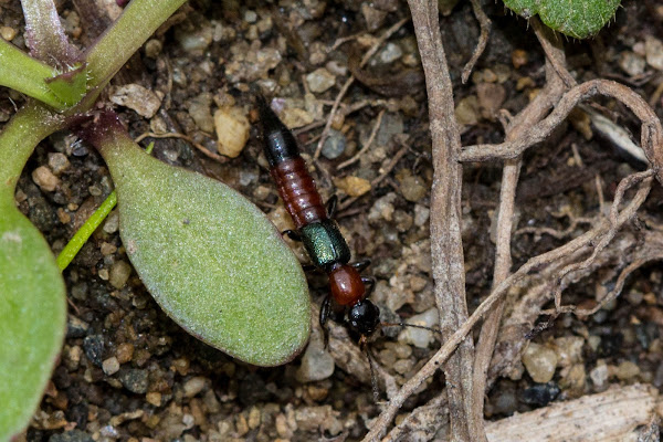 Rove Beetle | Project Noah