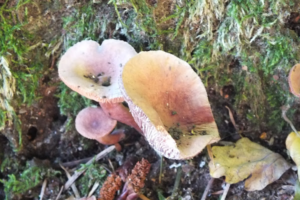 Lactarius sp. | Project Noah