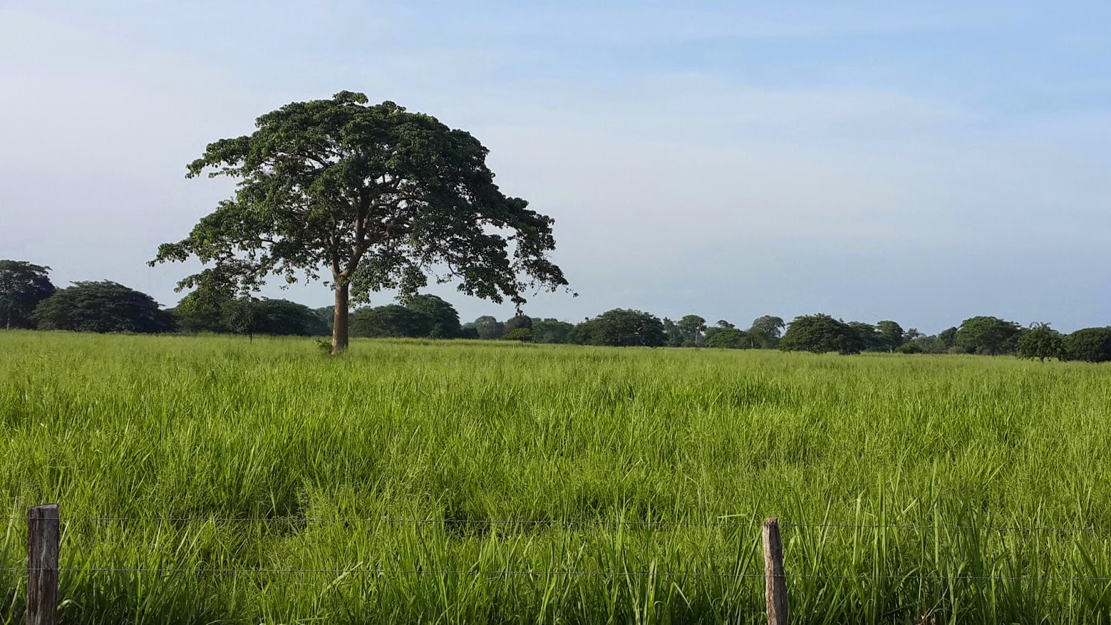 .:CON EL CAMPO SIEMPRE:.: El Pais Rural - #Venezuela #Opinión