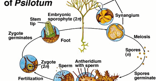 Life Cycle of Psilotum | Plant Science 4 U
