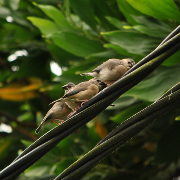 Javan sparrow | Project Noah