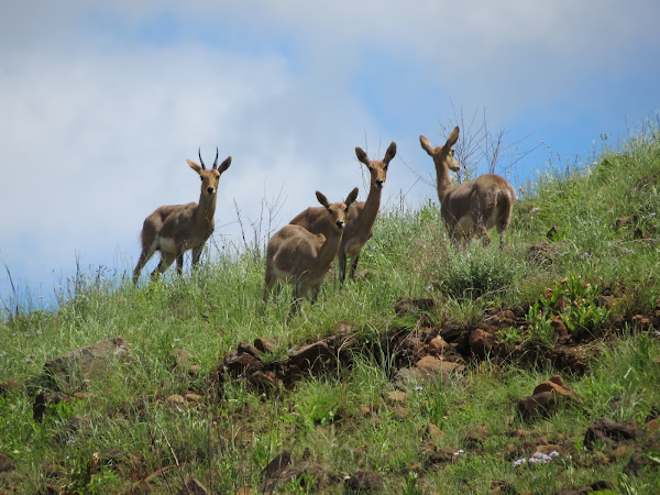 Mountain reedbuck | Project Noah