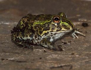 Rocs Reps: Pixie Frog Care