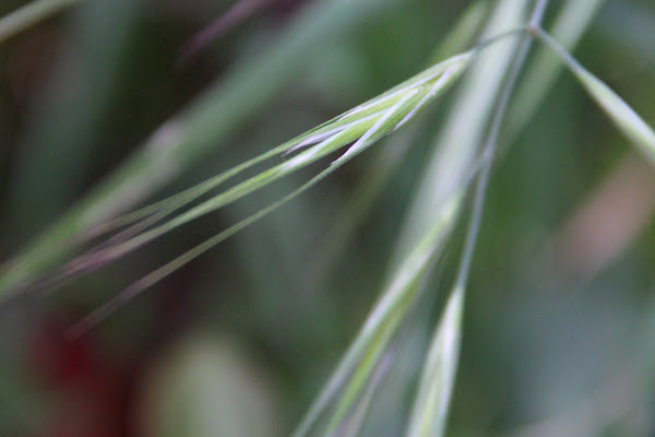 California Bromegrass | Project Noah