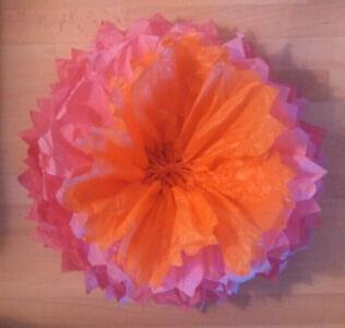 Planting Daffodils: Tissue Flowers