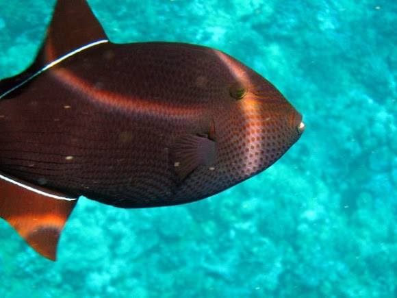 Black Durgon (Triggerfish) | Project Noah