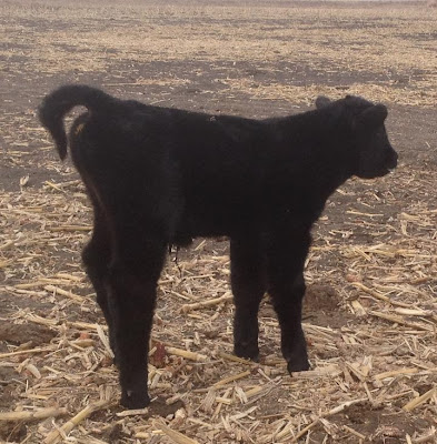 RCC Blog: Hard Whiskey Calf
