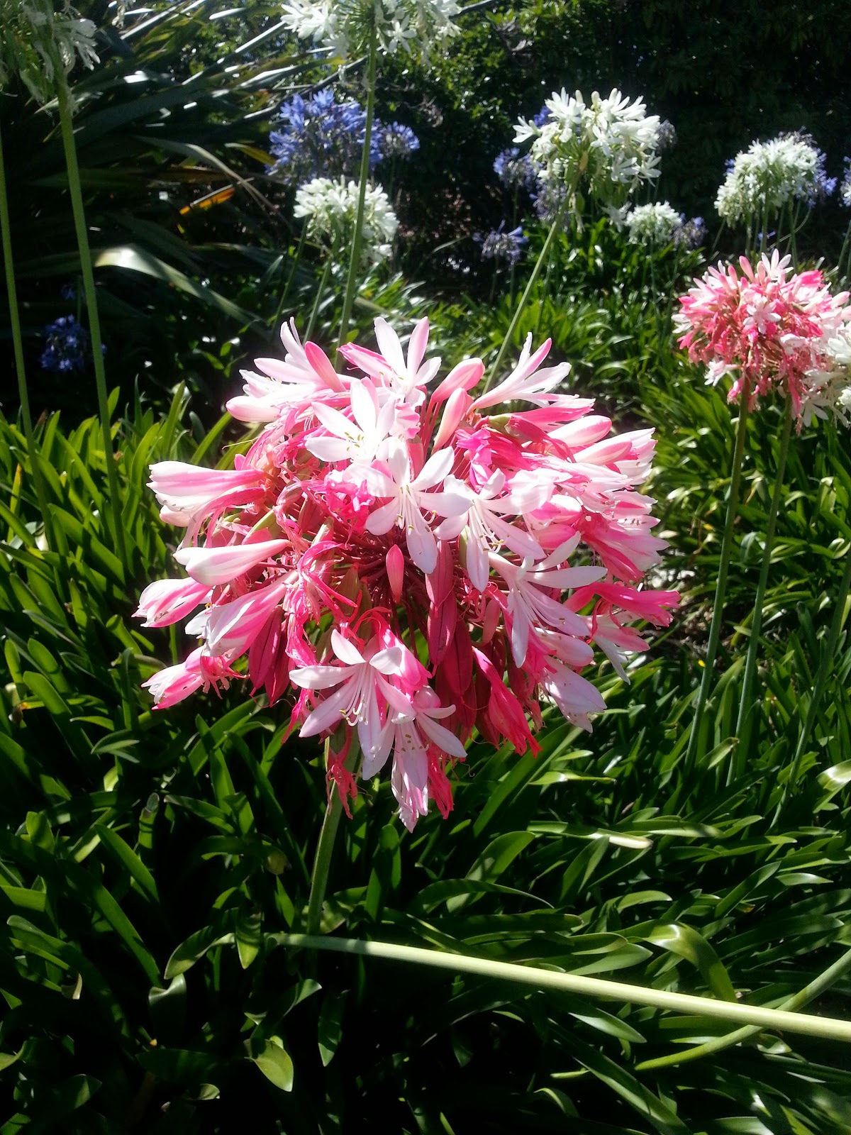 Hither and Yon: Life and Times in New Zealand: Agapanthus.....