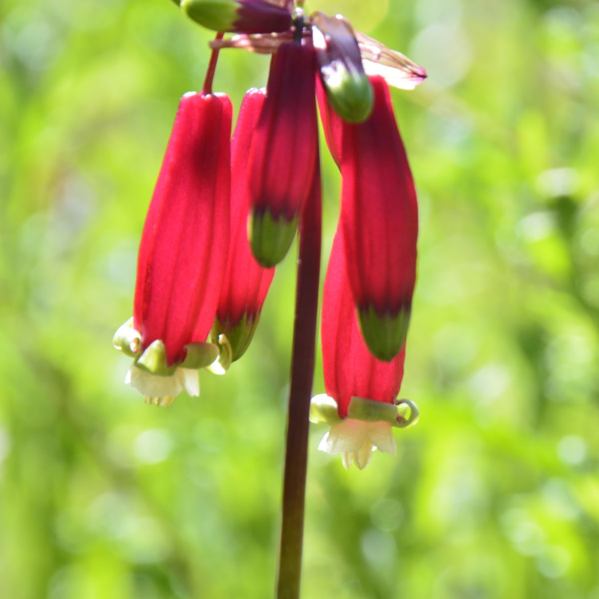 Firecracker Flower | Project Noah
