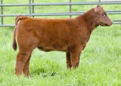 RCC Blog: Otto and Pesek