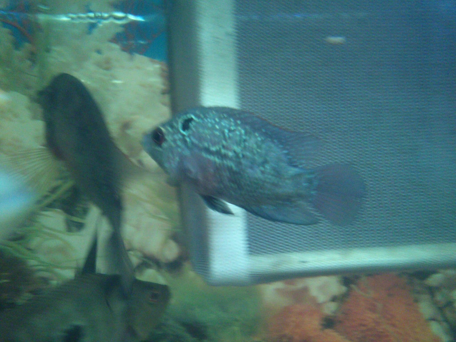 Million Fish House: Flowerhorn A.K.A Ikan Lohan