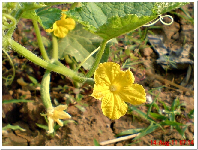 Foto Bunga Ketimun (Cucumis sativus L.)