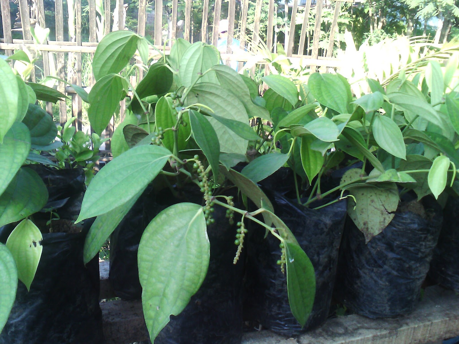 BIBIT BUAH & TANAMAN HIAS: Tanam merica/lada dalam pot