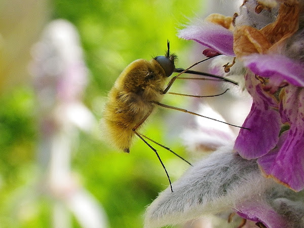 Bee-fly | Project Noah