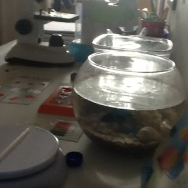 Betta fish | Project Noah