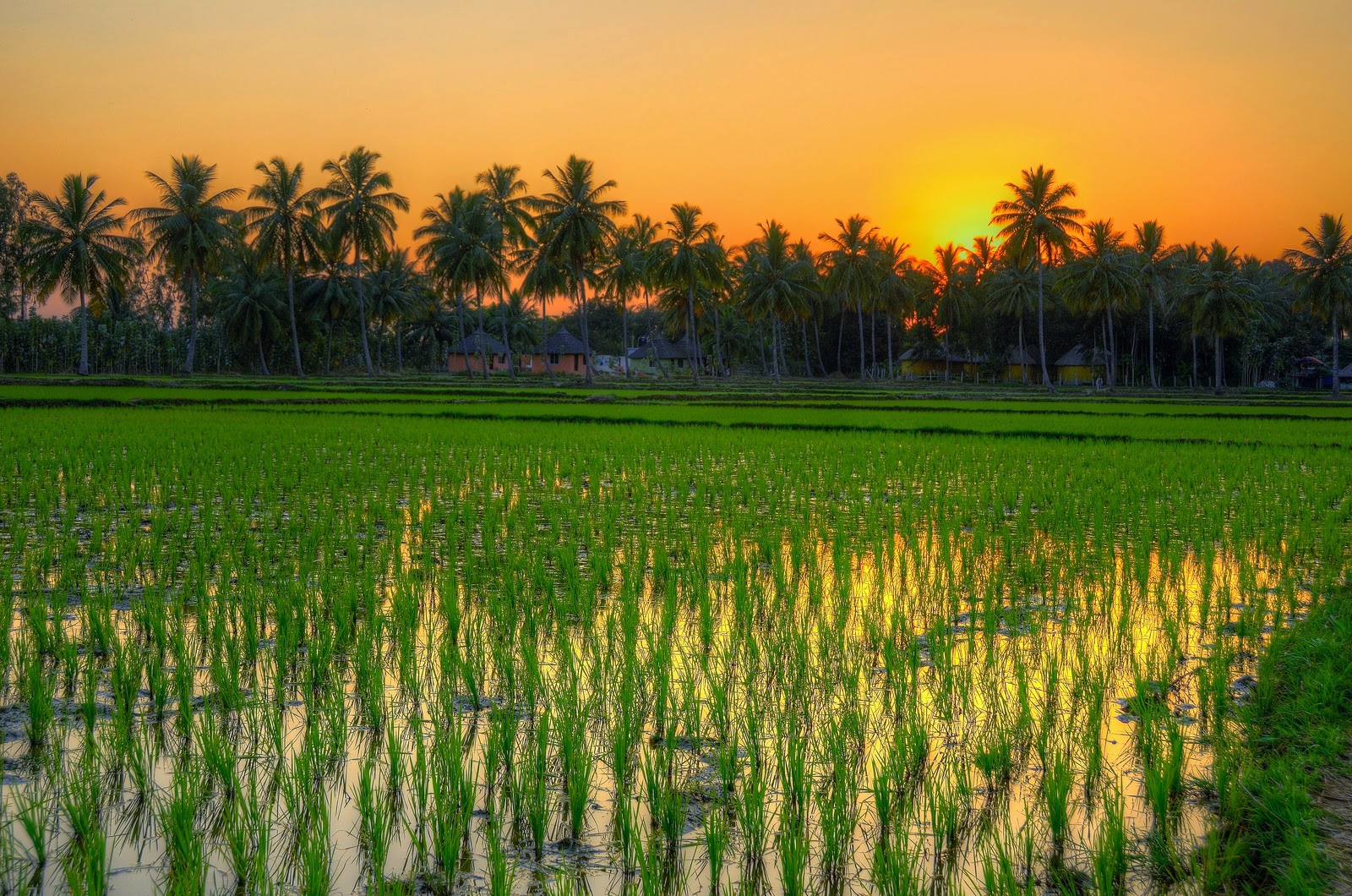 thiruvarur city: Agriculture paddy fields vivasayam nilam
