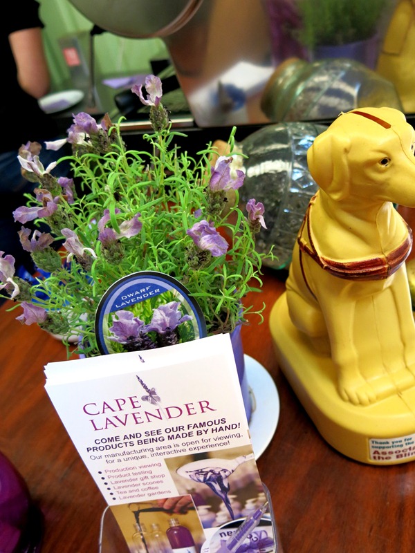 My J Babies: Family Holiday In Perth: Cape Lavender