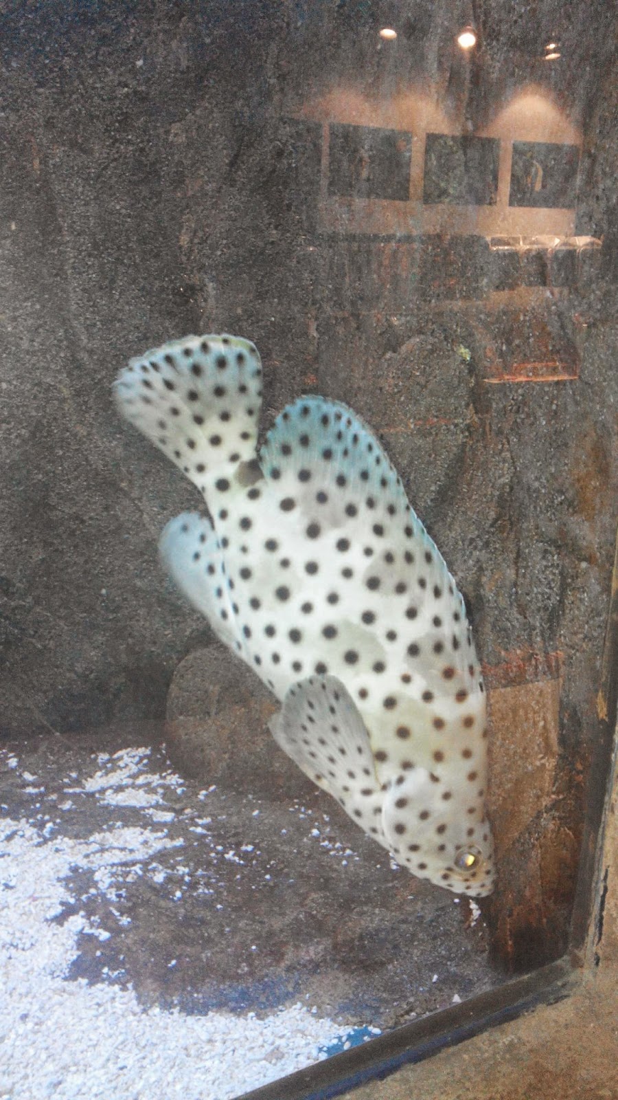 h2diary: Underwater World Langkawi, Pulau Langkawi