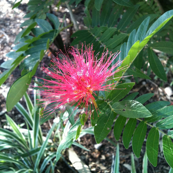 Powered Puff | Project Noah