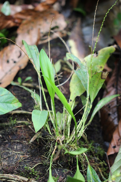 Stelis orchid | Project Noah