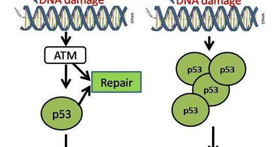 How p53 works and functions as a tumor suppressor protein? ~ Biology ...