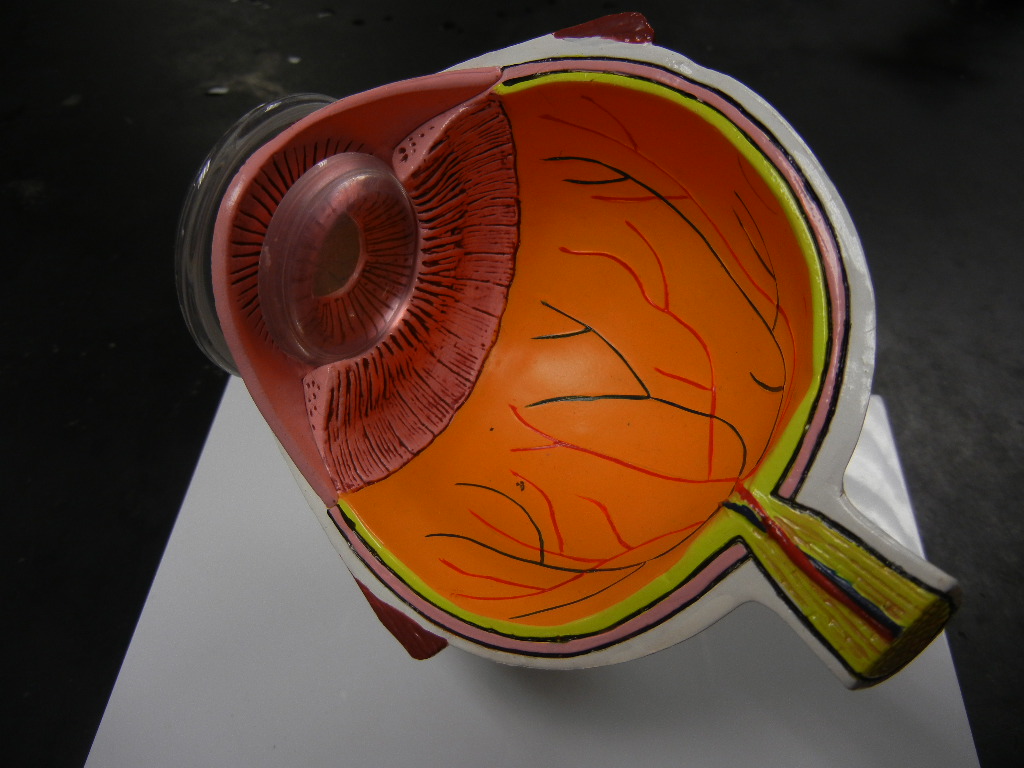z_model_eye.JPG