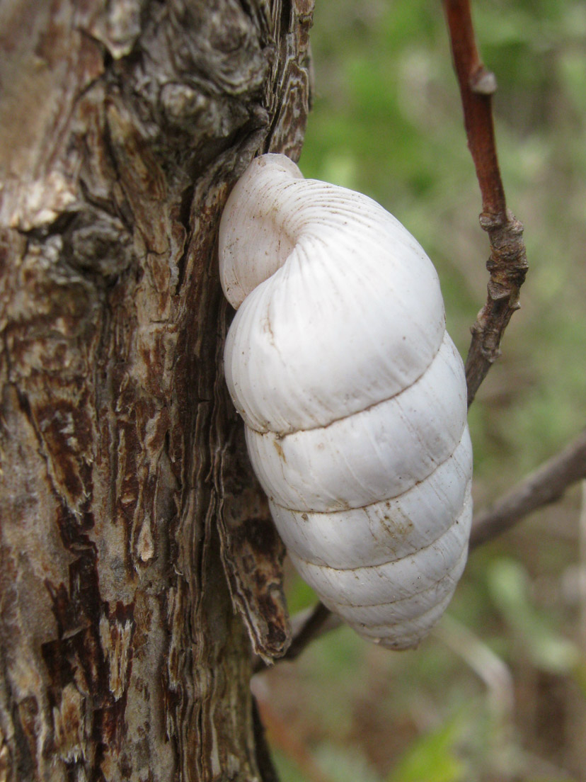 Gray Cerion | Project Noah