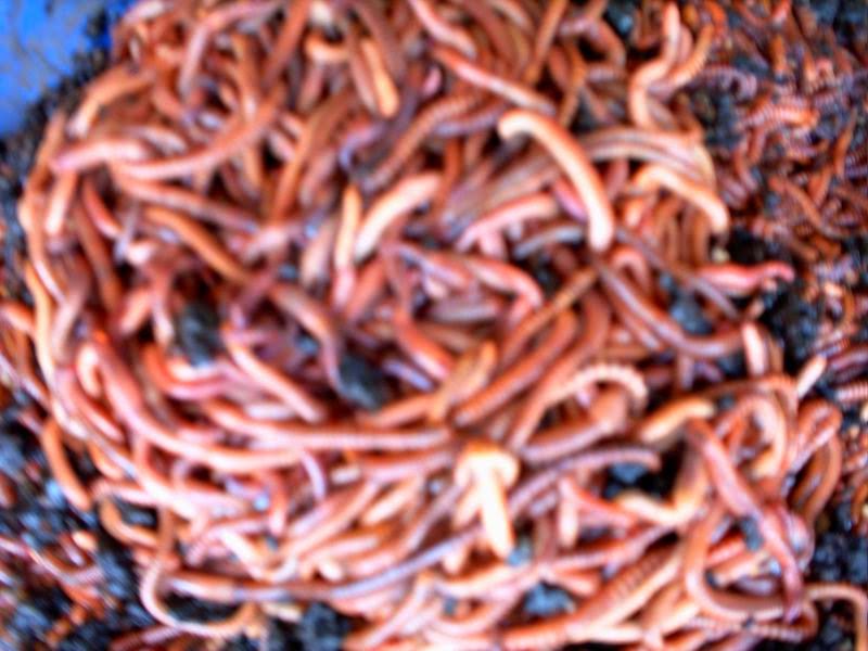 Dunia Mancing: Jenis Jenis Cacing Untuk Memancing