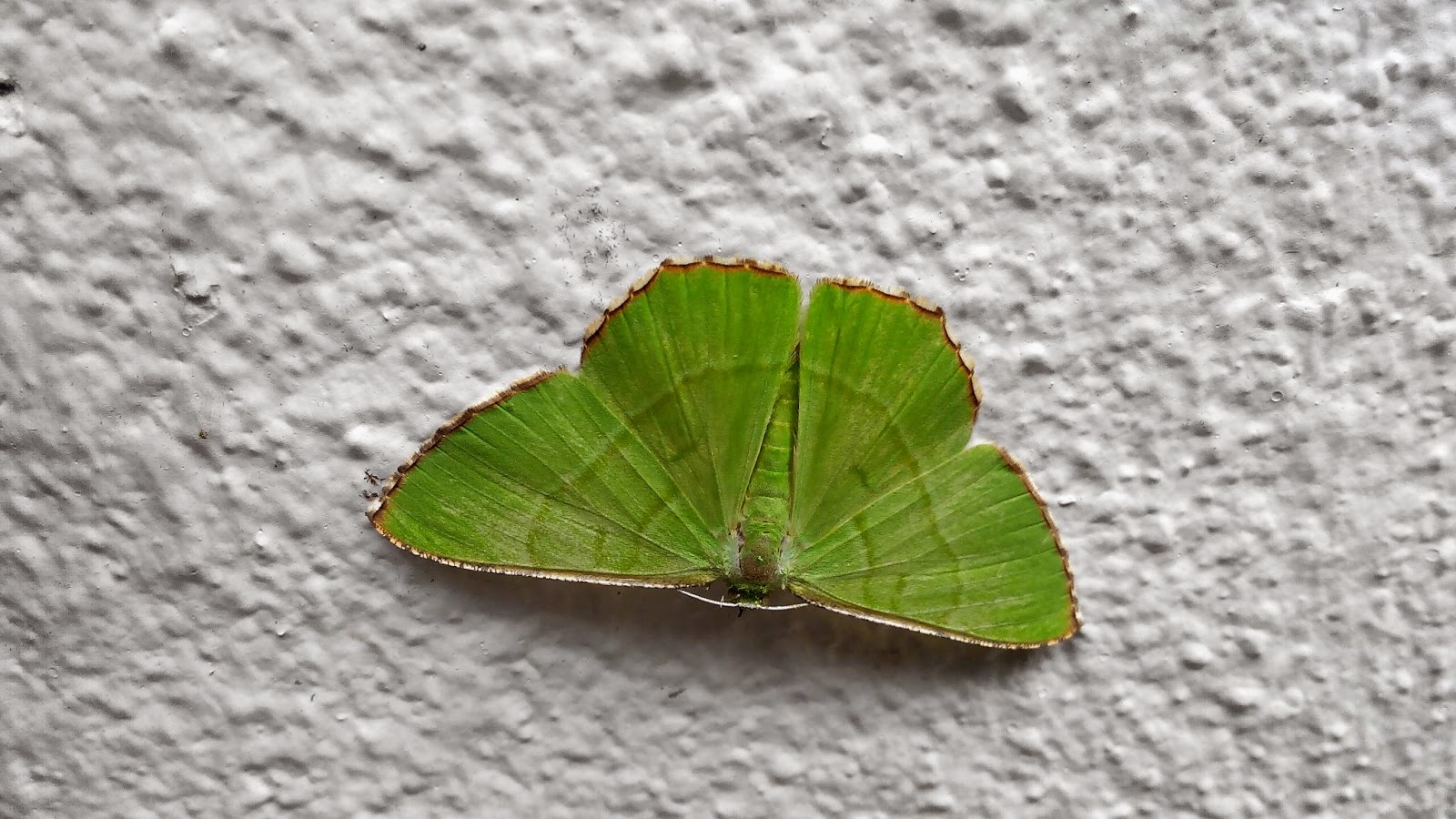 Hari-hari hijau dalam hidup: Little Green Moth
