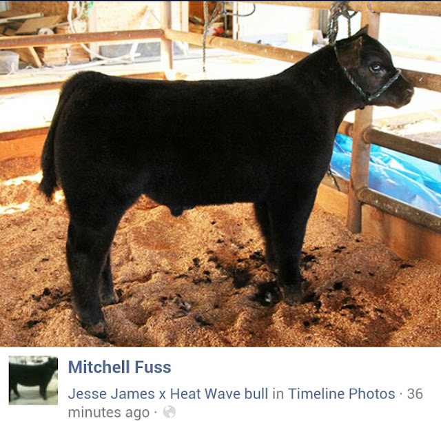 Lautner Farms: Mitchell Fuss - Jesse James x Heat Wave Bull Calf
