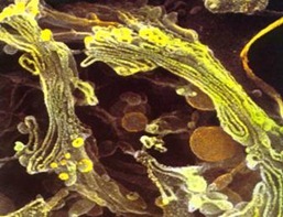 Imagenes de las celulas desde microscopio