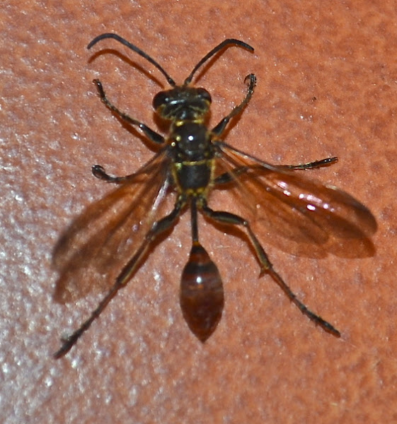 Thread-waisted Wasp | Project Noah