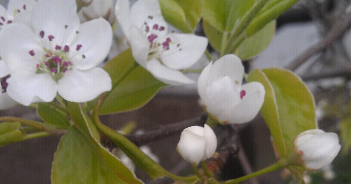Rhody Life: The Weed Garden