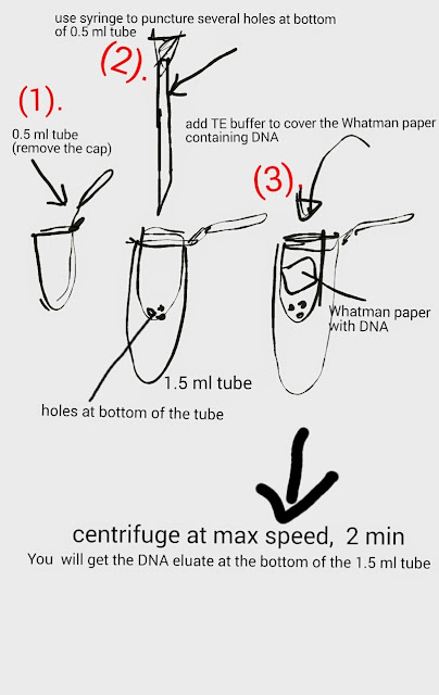 My Lab log: How to elute delivered DNA on Whatman paper