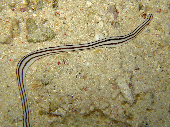 Five-Lined Ribbon Worm | Project Noah