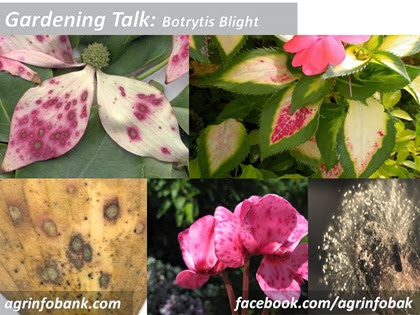 Botrytis Blight | Agriculture Information Bank