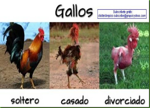 Imagenes de gallos enamorados - Imagui
