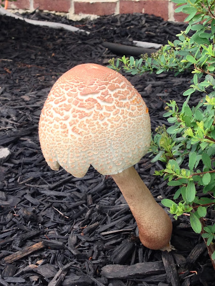 False Parasol | Project Noah