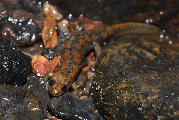 Seal Salamander | Project Noah