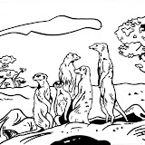 DIBUJOS DE SURICATOS PARA COLOREAR