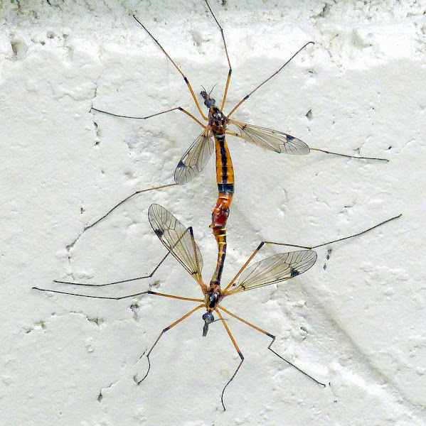 Crane Flies Mating | Project Noah