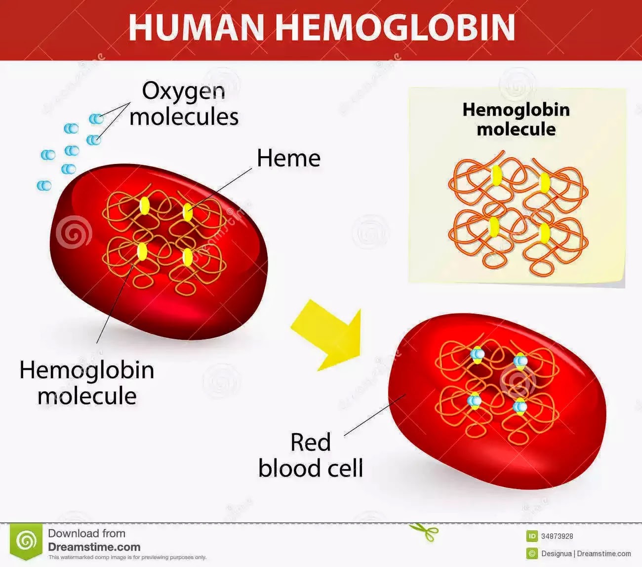 Hemoglobin Molecule Carrying Oxygen