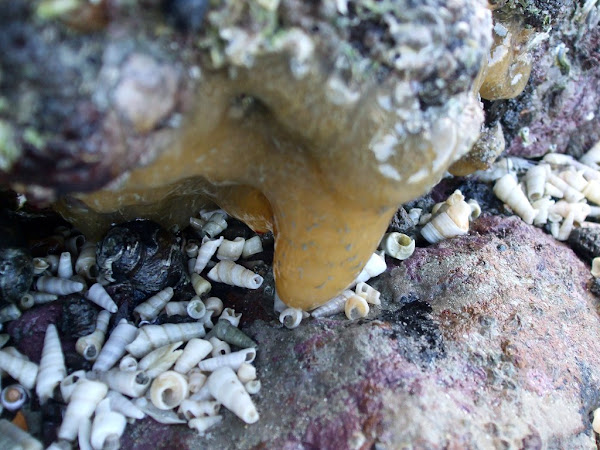 Carpet Tunicate | Project Noah