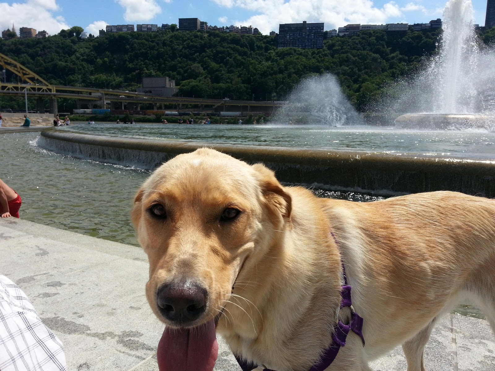 My Goldie Yellow Lab Husky Mix: July 2013